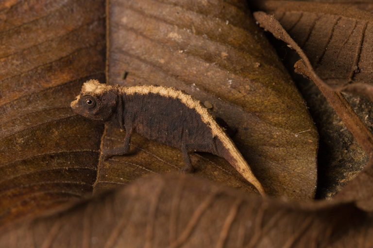 Brookesia micra – Madcham.de
