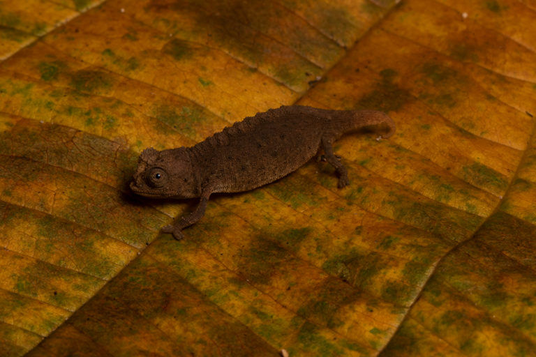 Brookesia micra – Madcham.de