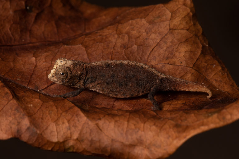 Brookesia micra – Madcham.de