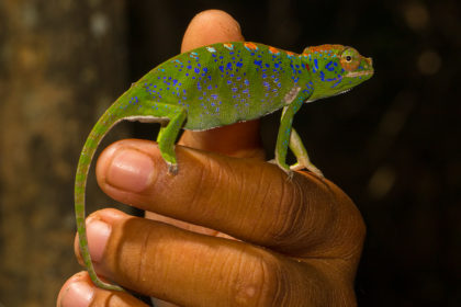 Furcifer labordi – Madcham.de