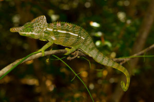 Furcifer labordi – Madcham.de