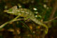 Furcifer labordi – Madcham.de