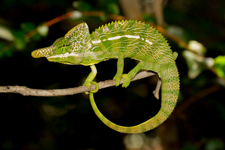 Furcifer labordi – Madcham.de