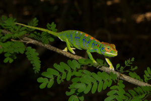 Furcifer labordi – Madcham.de