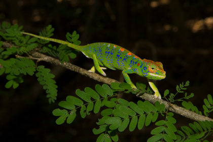 Furcifer labordi – Madcham.de