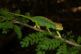 Furcifer labordi – Madcham.de