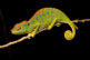 Furcifer labordi – Madcham.de