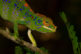 Furcifer labordi – Madcham.de