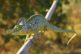 Furcifer labordi – Madcham.de