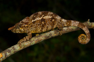 Calumma crypticum – Madcham.de