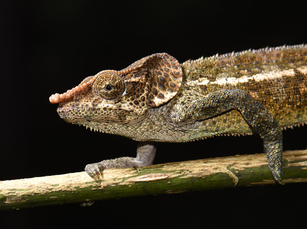 Calumma crypticum – Madcham.de