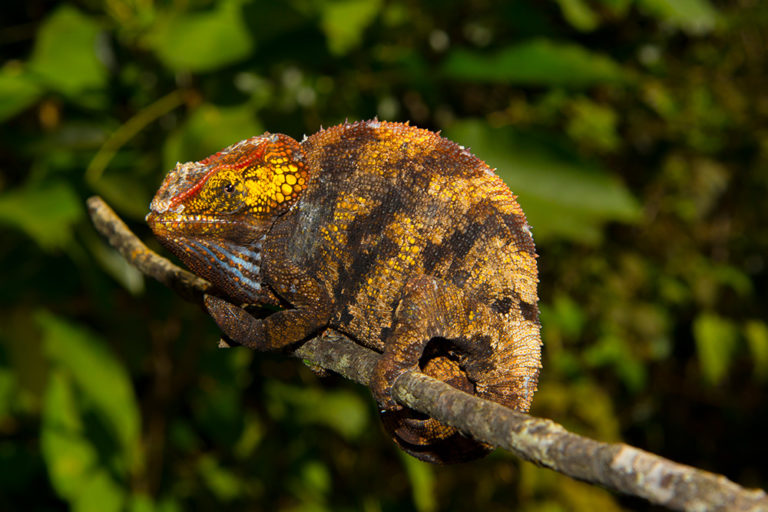 Calumma crypticum – Madcham.de