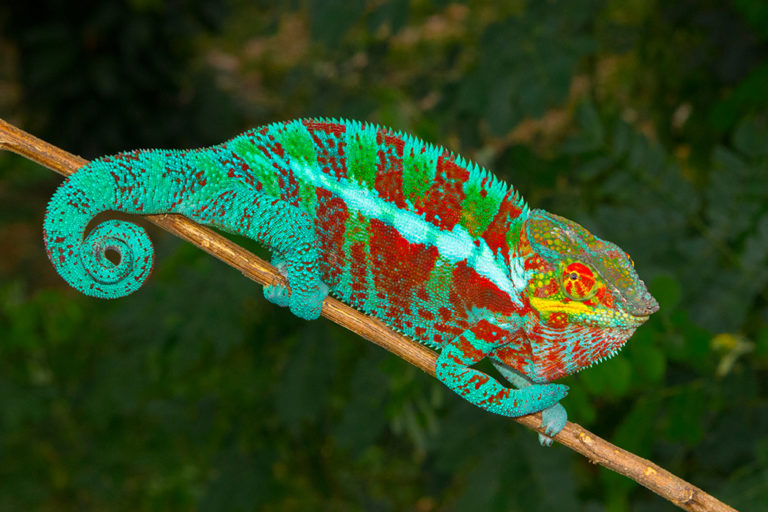 Furcifer pardalis – Madcham.de