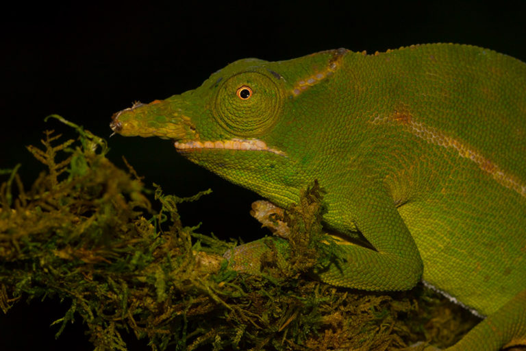 Furcifer petteri – Madcham.de