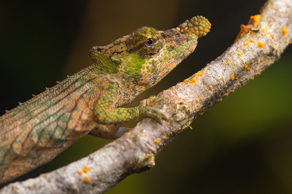 Calumma nasutum – Madcham.de