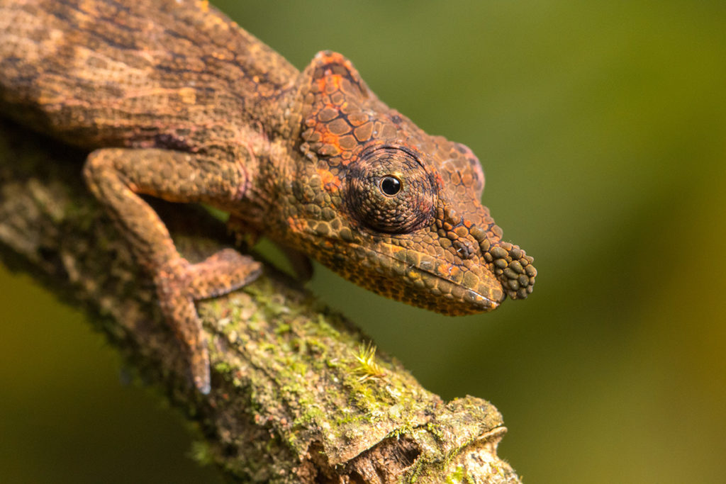 Calumma species – Madcham.de