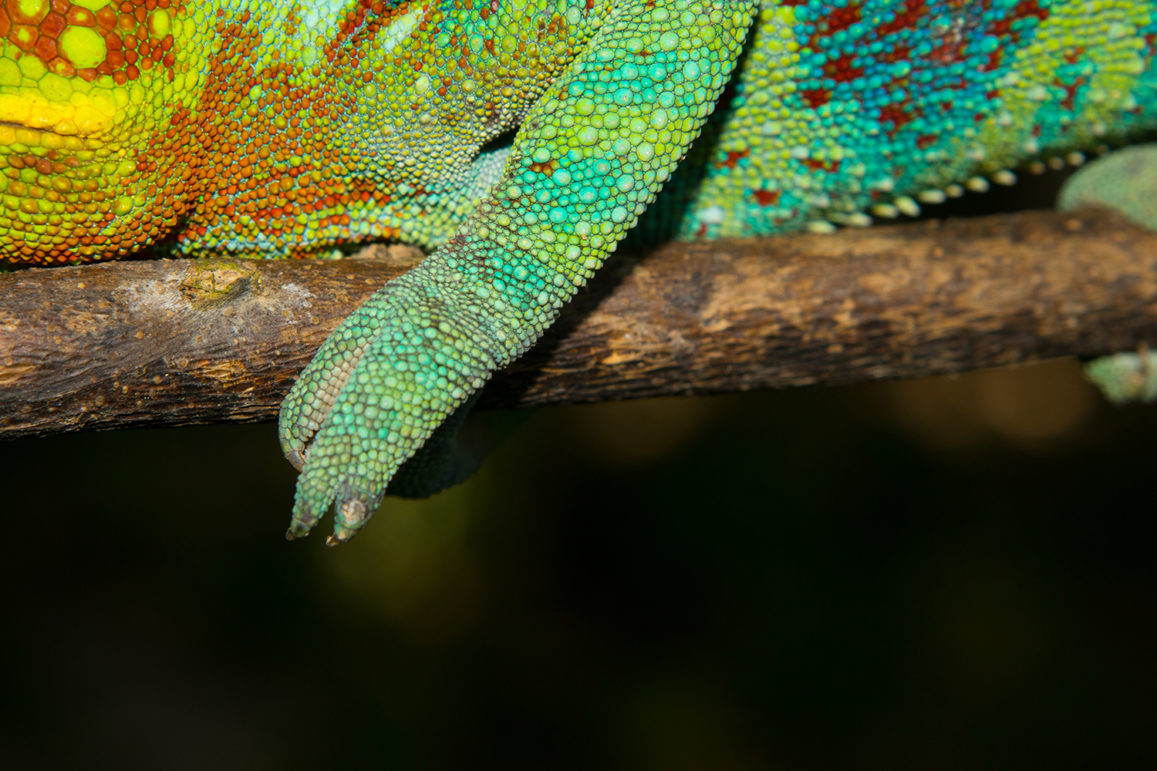 Pododermatitis – Madcham.de