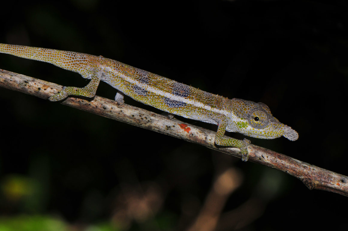 Calumma emelinae – Madcham.de