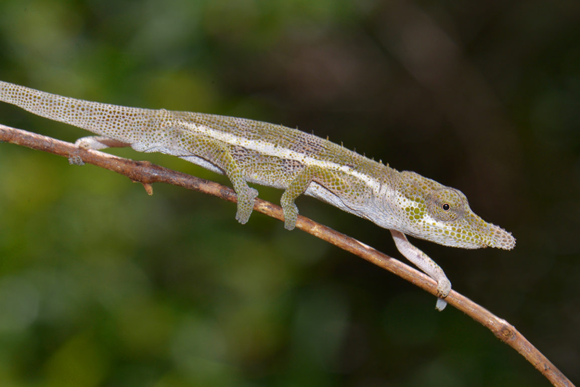 Calumma emelinae – Madcham.de