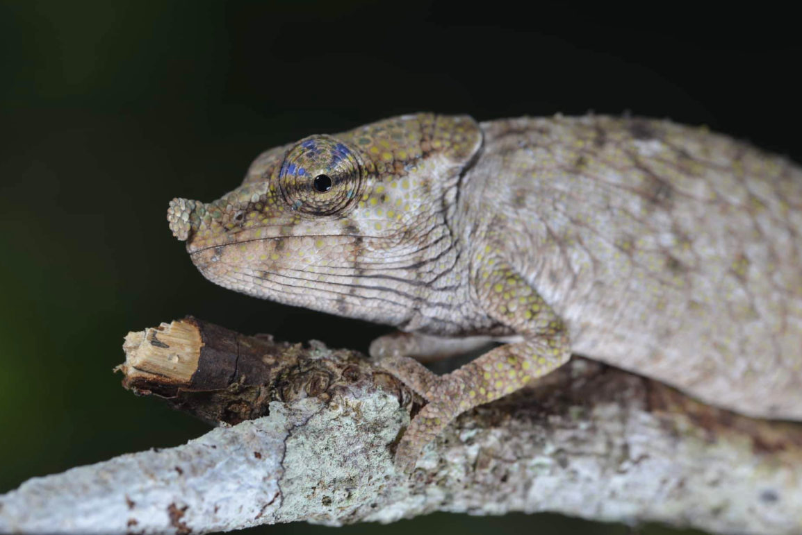 Calumma juliae – Madcham.de
