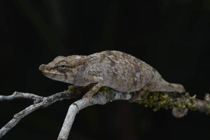 Chameleon predators – Madcham.de