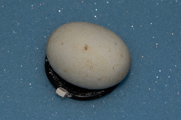 Using an Egg Monitor – Madcham.de