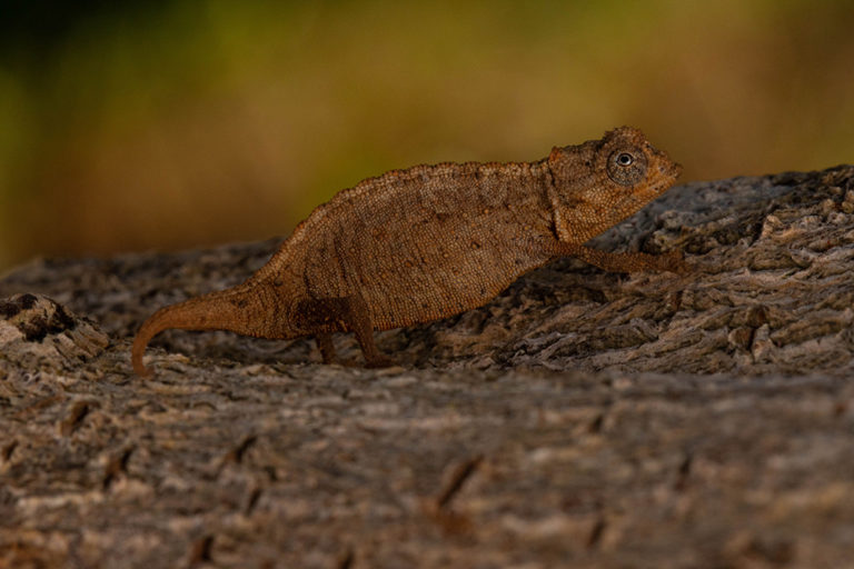Brookesia confidens – Madcham.de