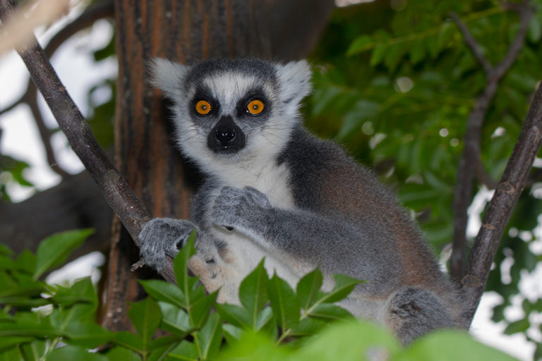 Chameleon predators – Madcham.de