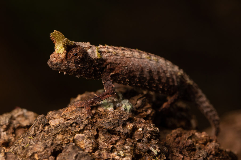 Brookesia minima – Madcham.de
