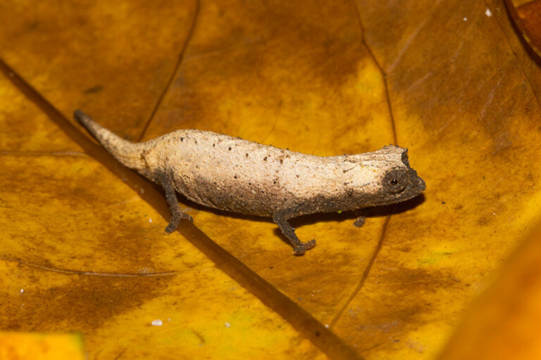 Brookesia nofy – Madcham.de