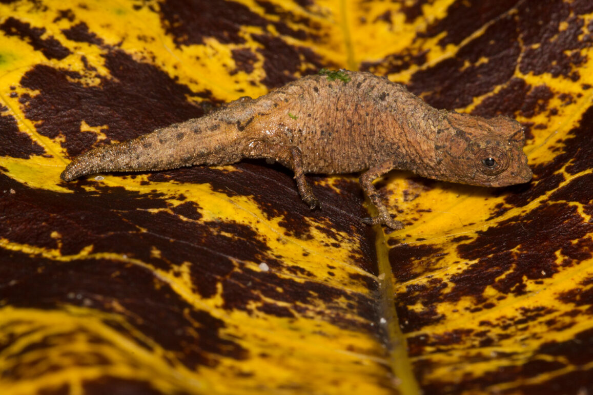 Brookesia nofy – Madcham.de